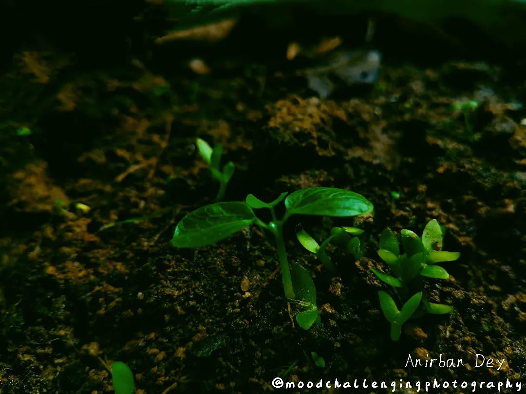 Moodchallenger | Gallery